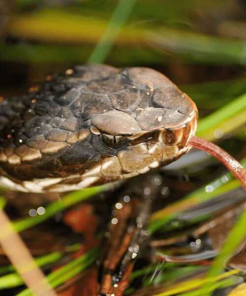 Snake Removal Chattanooga TN | Safe & Humane Snake Control